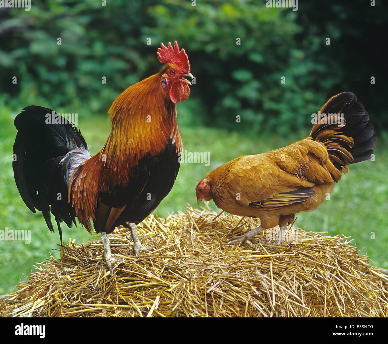 cock and hen on dunghill Stock Photo - Alamy