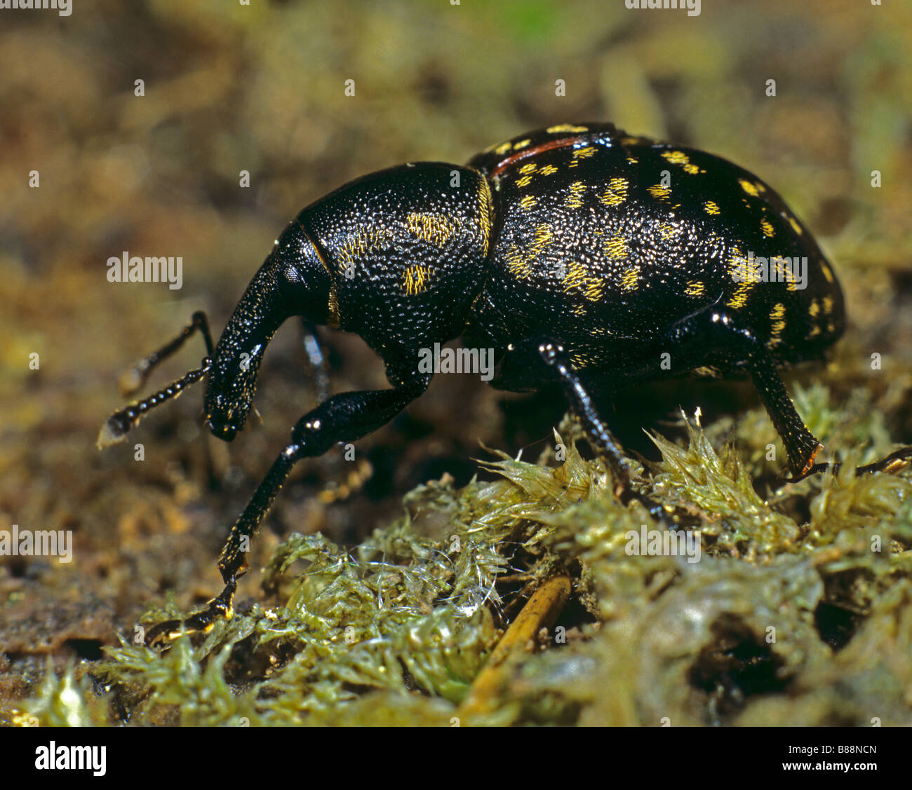 Hylobius abietis / Hylobius abietis Stock Photo - Alamy