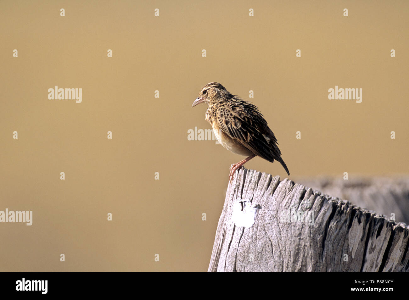 Bushlark hi-res stock photography and images - Alamy