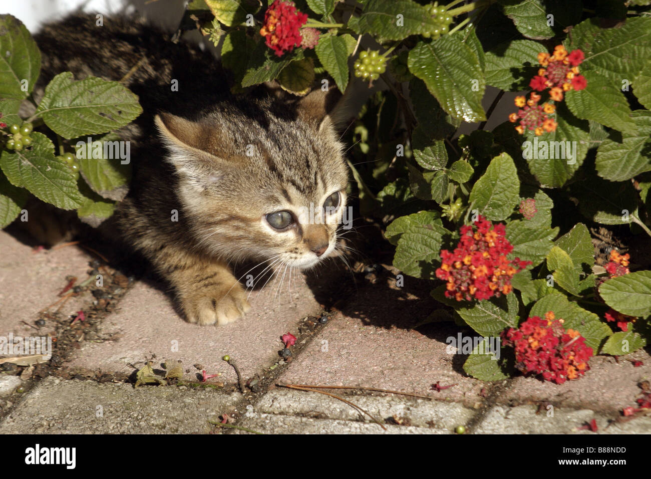Semi wild cat hi-res stock photography and images - Alamy