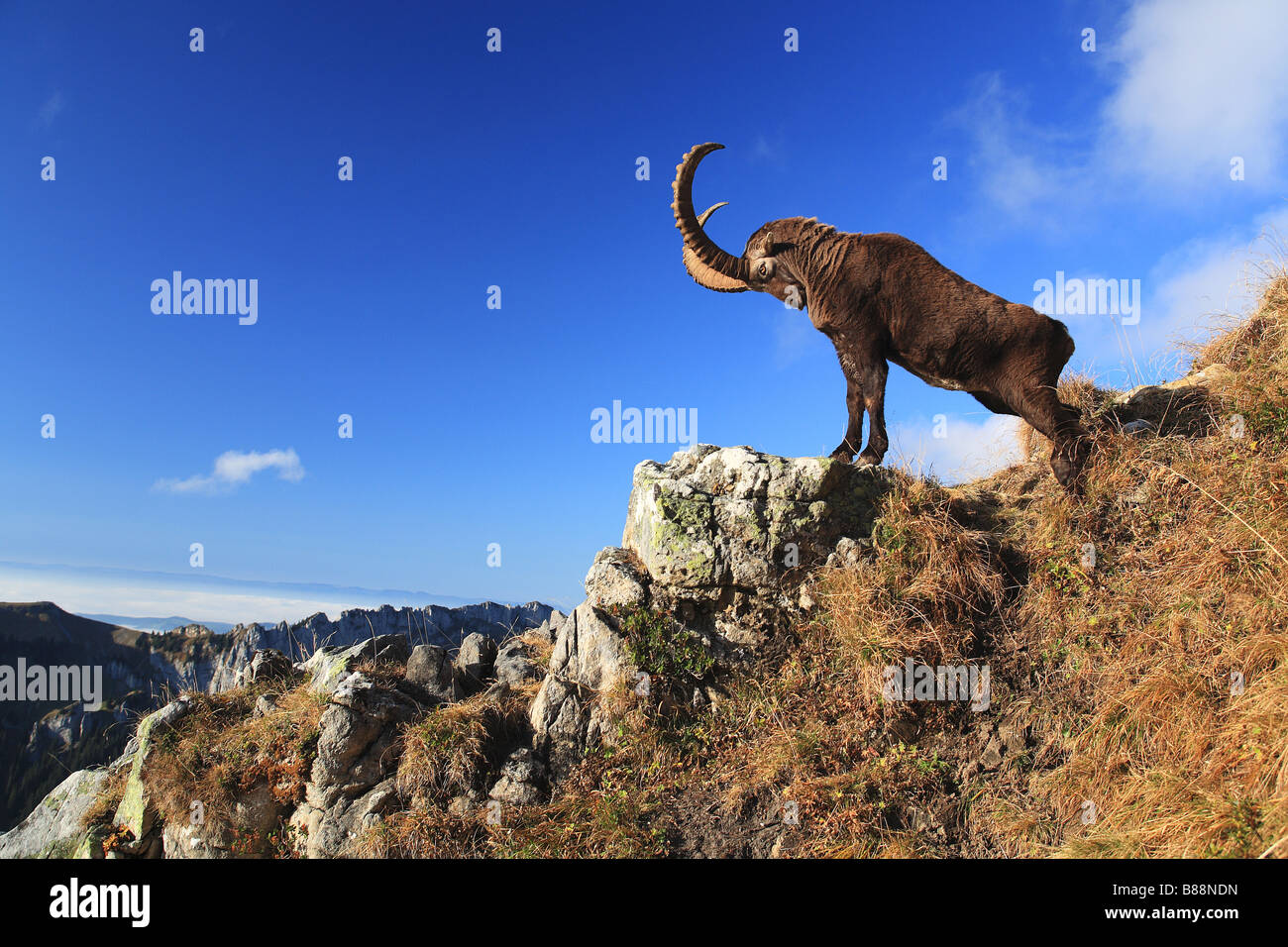 Alpine Ibex - standing / Capra ibex Stock Photo - Alamy