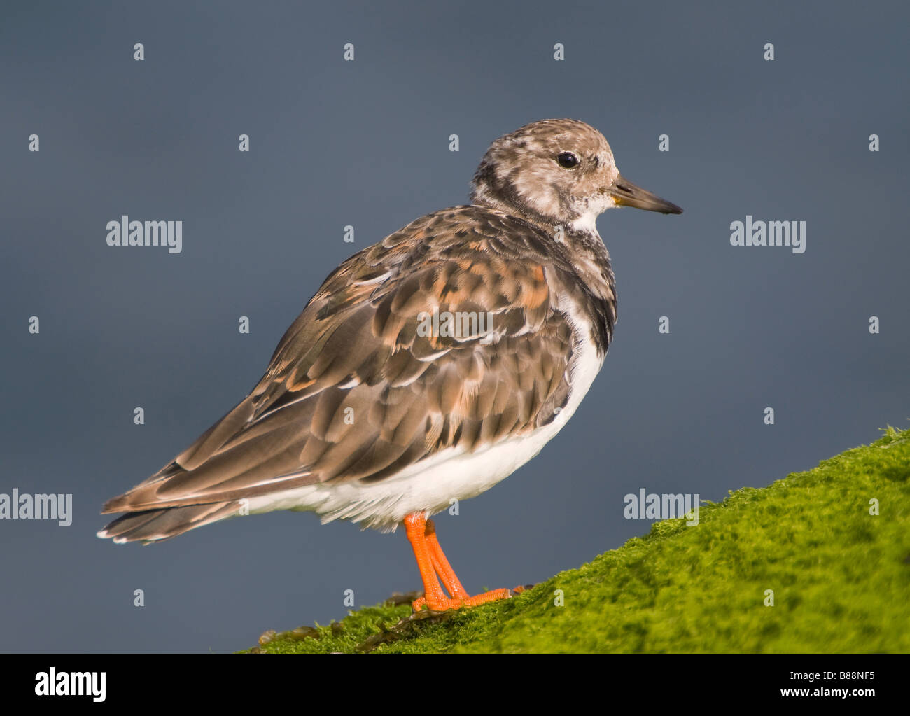 Ruddy turnstone - standing on moss / Arenaria interpres Stock Photo - Alamy