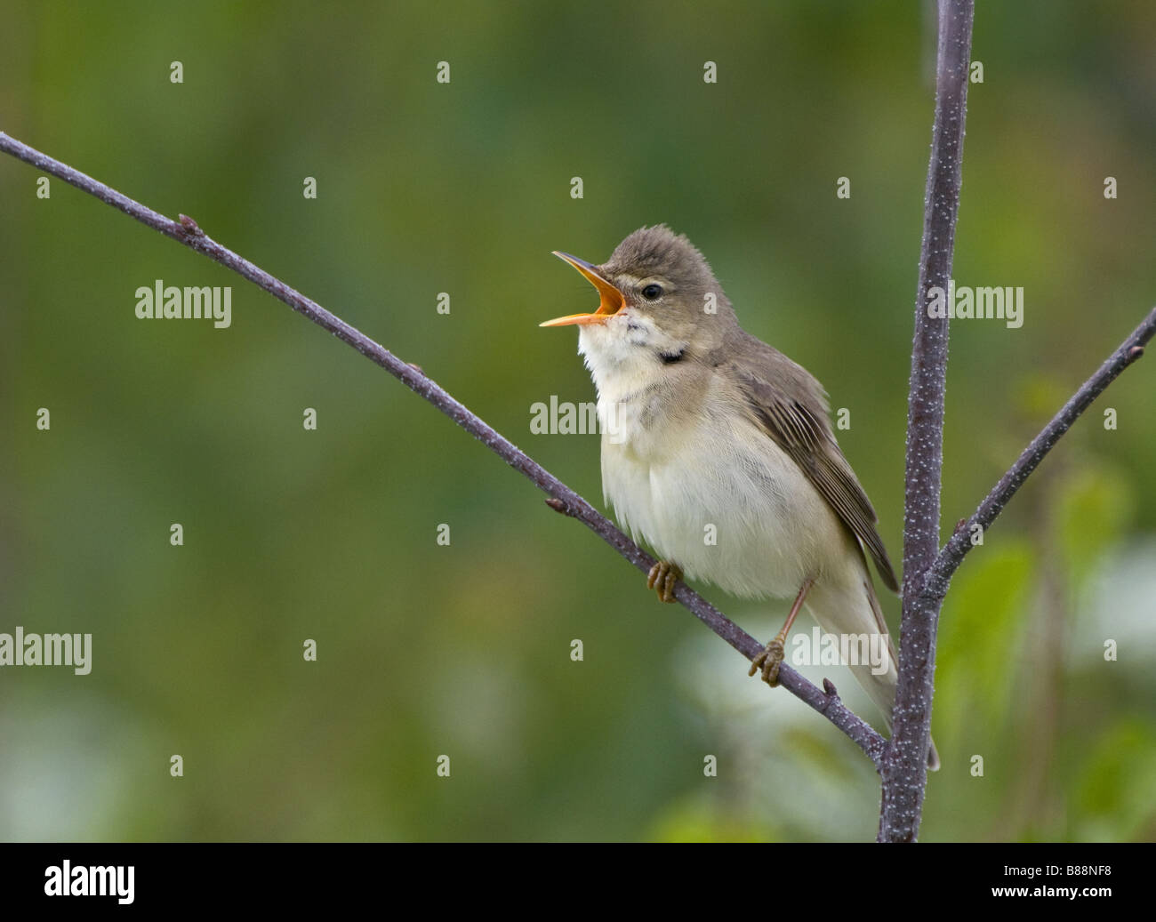 Warblers bird songbirds aves hi-res stock photography and images - Alamy