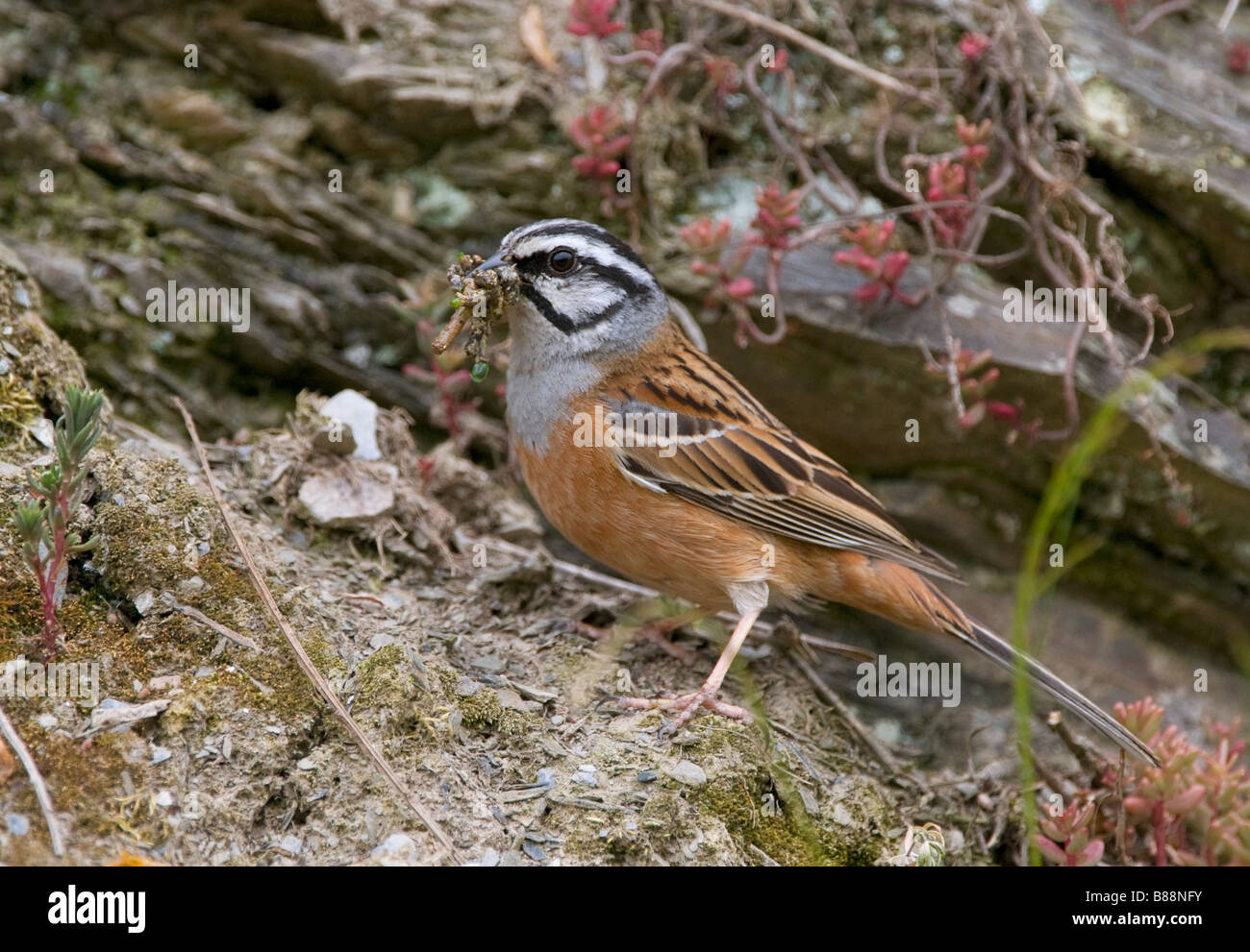 Rock Bunting with prey / Emberiza cia Stock Photo - Alamy