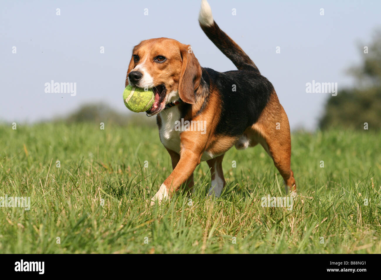 Beagle dog with ball Stock Photo - Alamy