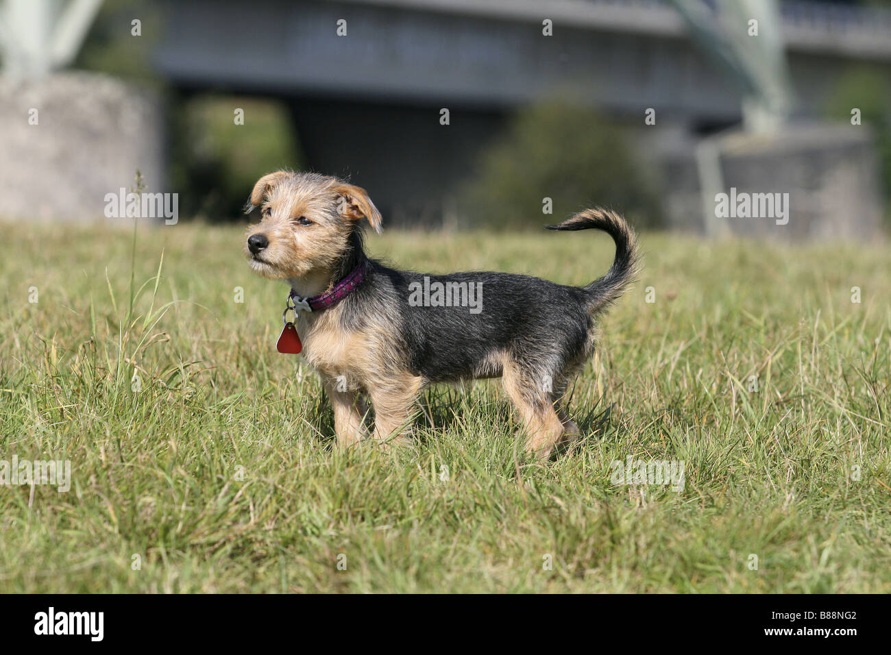 hybrid dog on meadow Stock Photo - Alamy