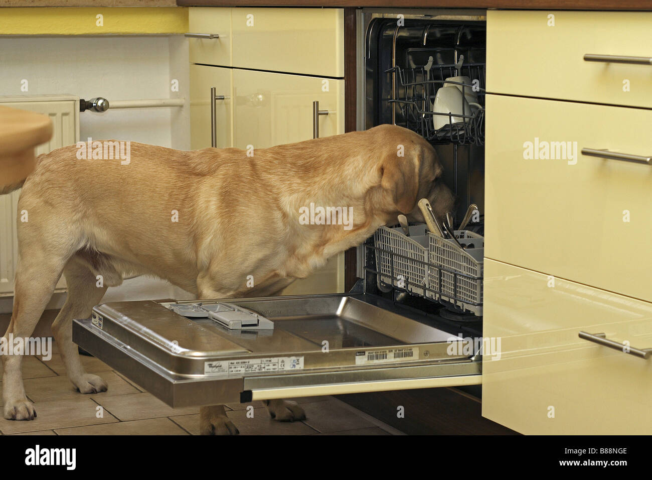 Automatic dishwasher hi-res stock photography and images - Alamy