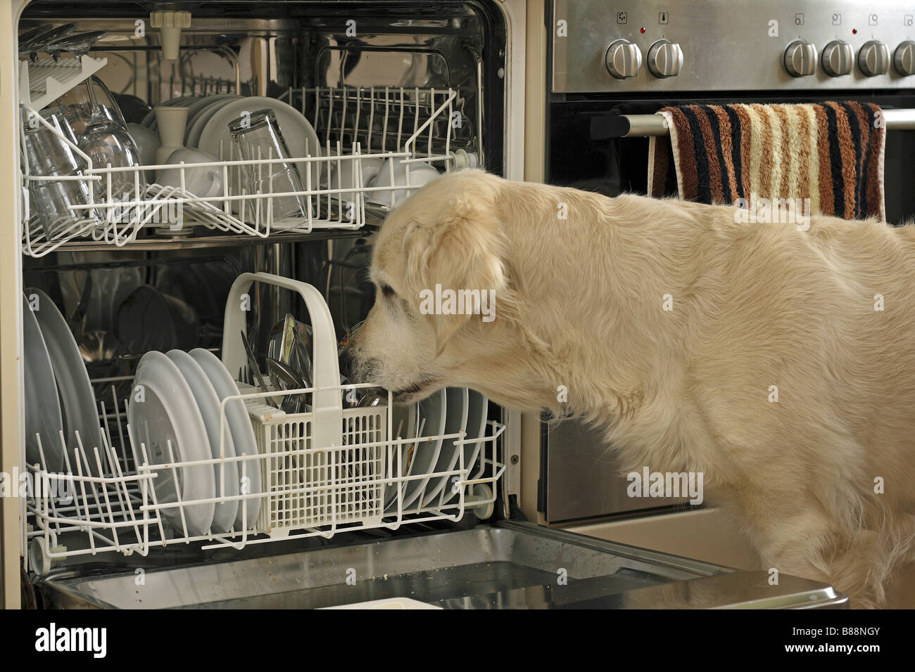 Golden Retriever dog looking into dishwasher Stock Photo - Alamy