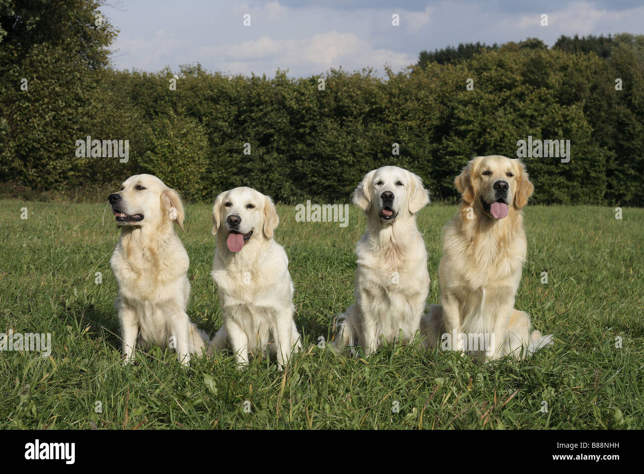 four Golden Retriever dogs on meadow Stock Photo - Alamy