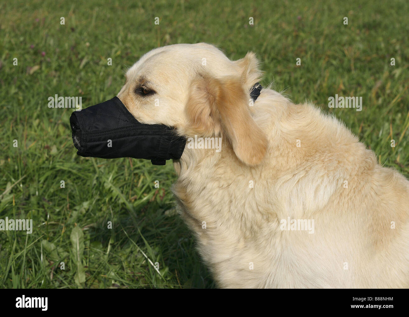 muzzled Golden Retriever dog Stock Photo - Alamy
