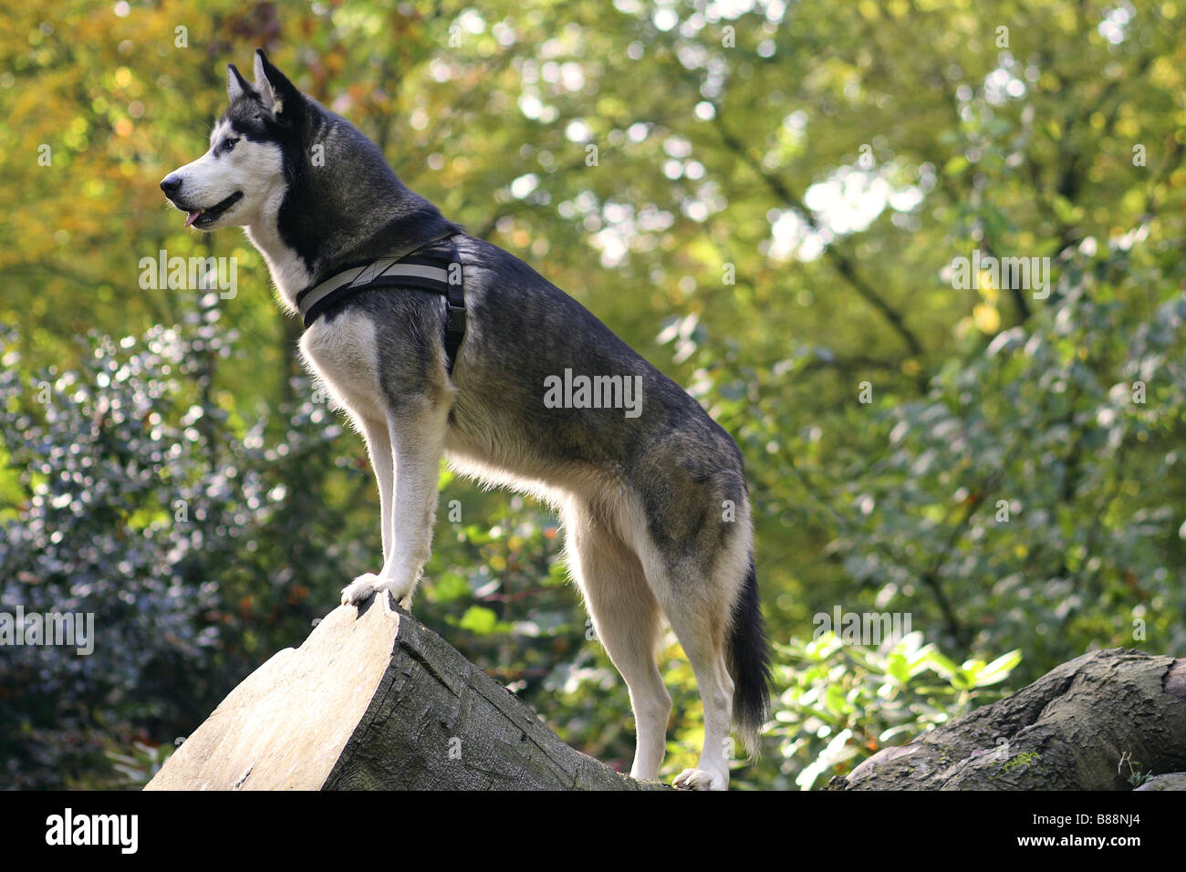 Siberian Husky dog standing on trunk Stock Photo - Alamy