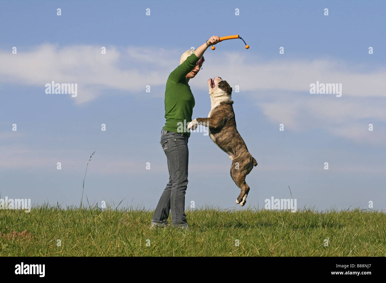 Jumping english bulldog hi-res stock photography and images - Alamy