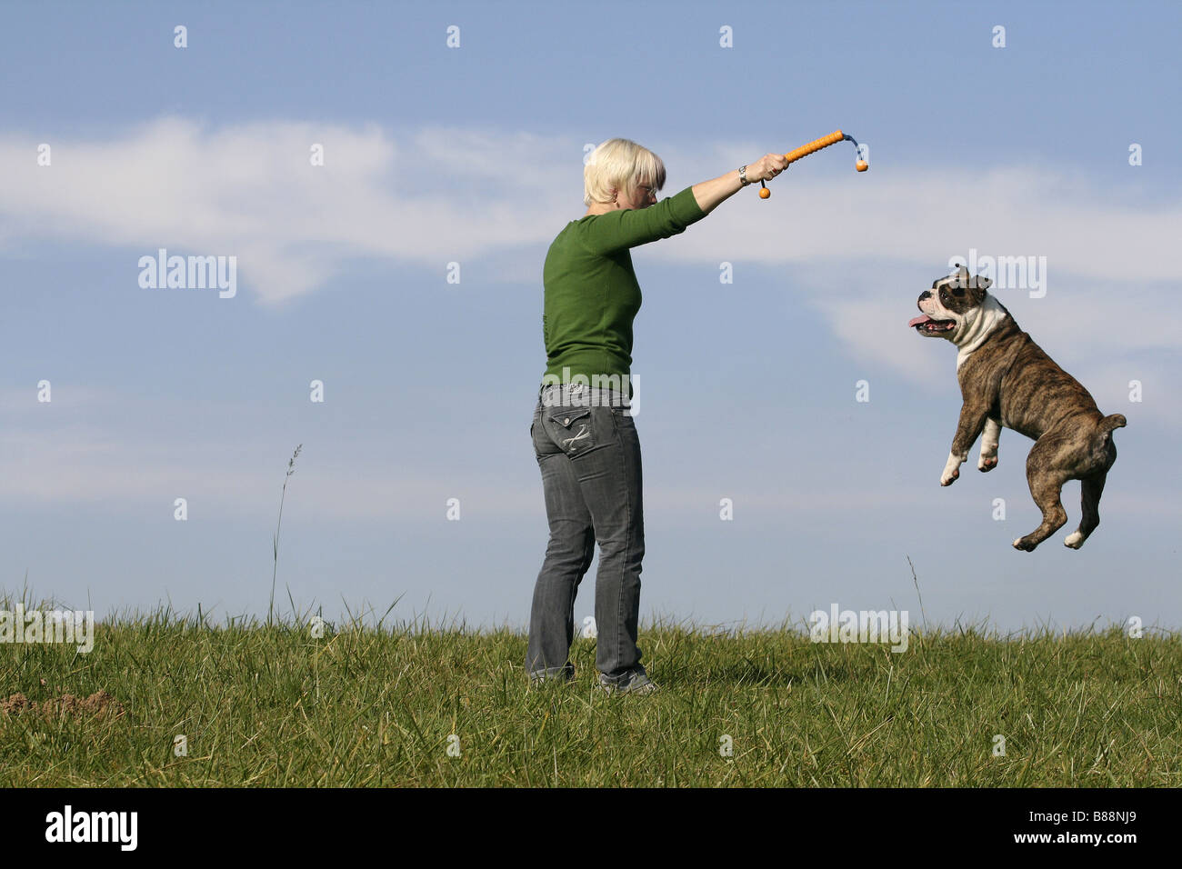 Jumping english bulldog hi-res stock photography and images - Alamy