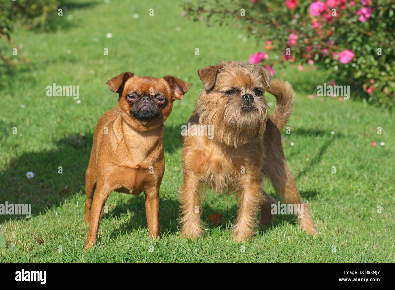 Petit Brabancon and Griffon Belge dog Stock Photo - Alamy