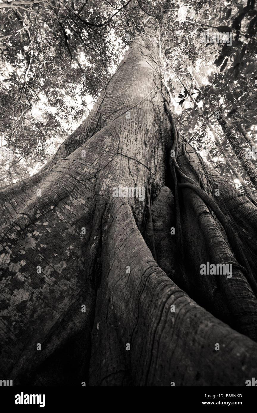Kapok tree hi-res stock photography and images - Alamy