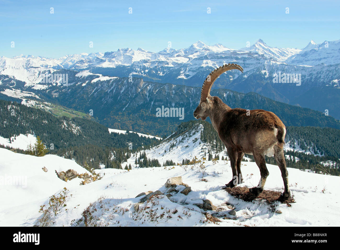 Capra Ibex Back High Resolution Stock Photography and Images - Alamy