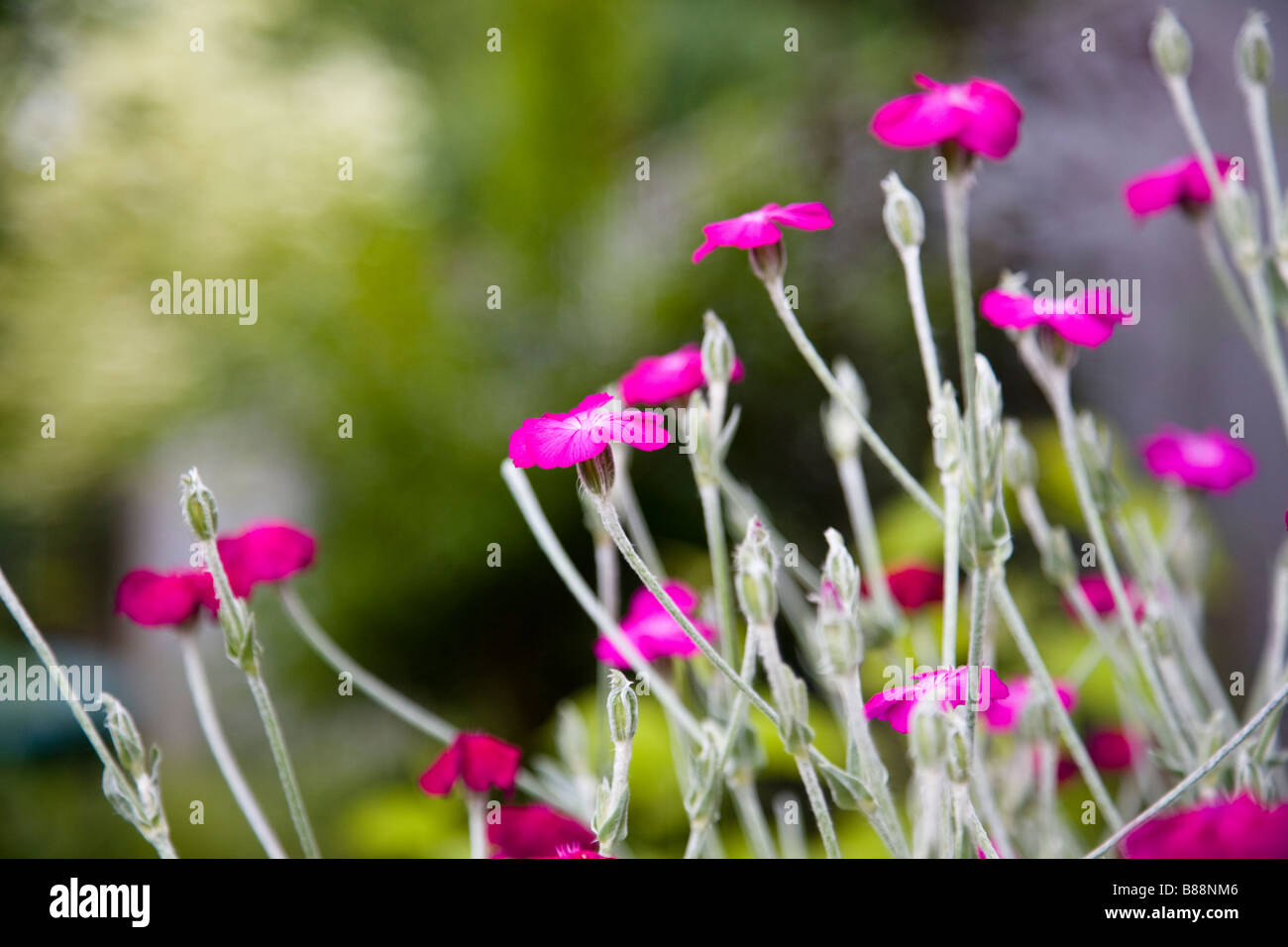 Lychnis coronaria hi-res stock photography and images - Alamy