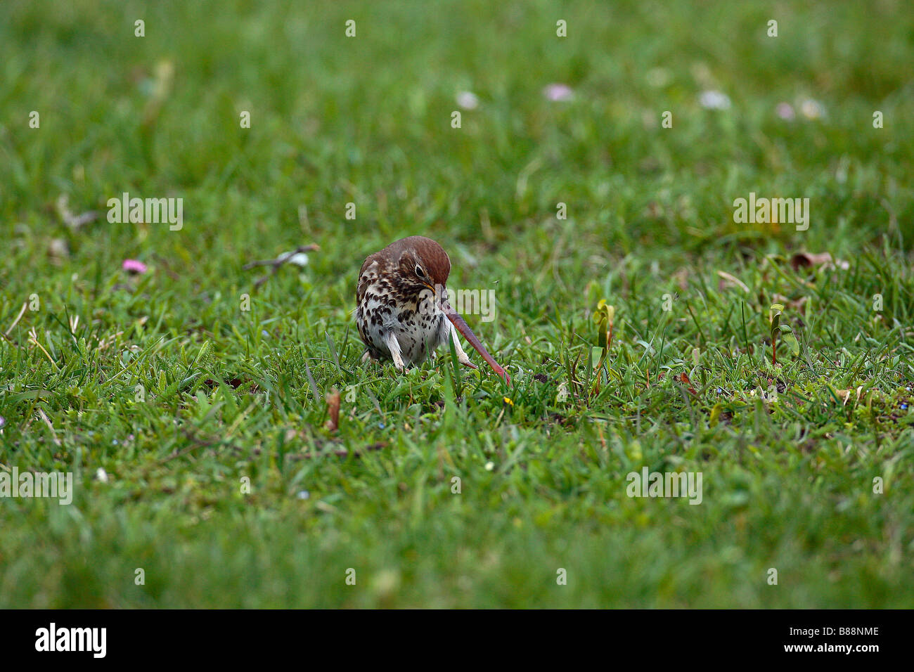Bird pulling worm out of ground hi-res stock photography and images - Alamy