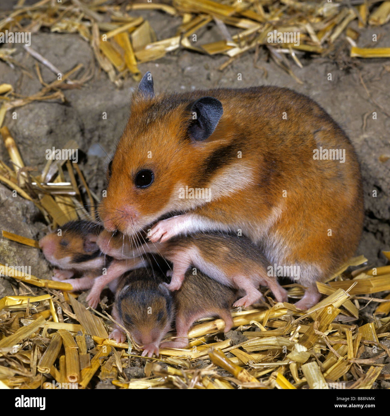 Golden Hamster ( Mesocricetus auratus). Female with young Stock Photo ...