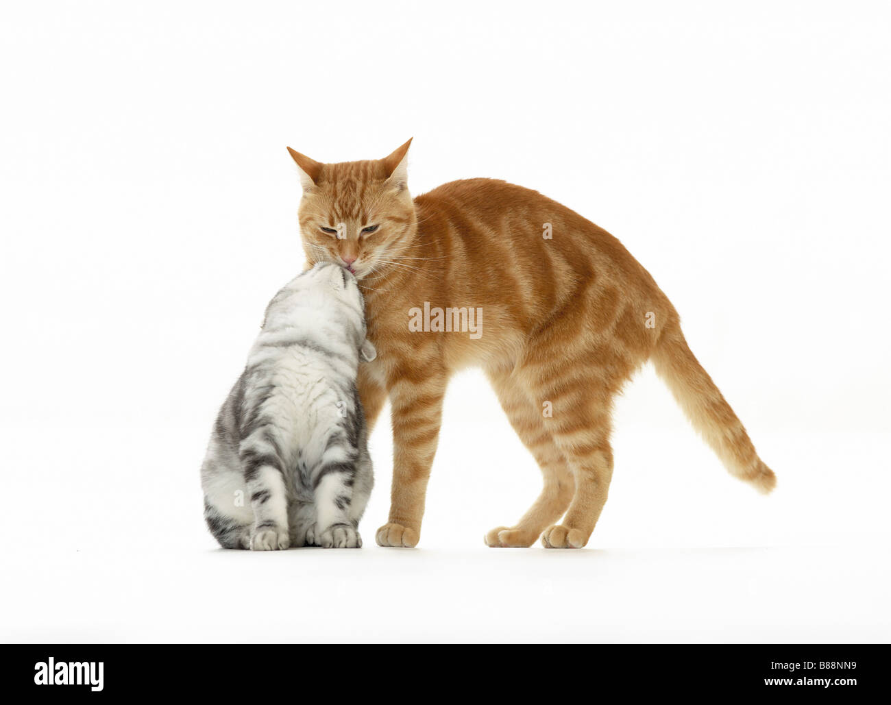 Domestic shorthair hi-res stock photography and images - Alamy