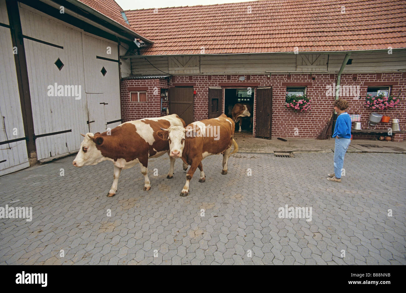 cows on farm Stock Photo - Alamy