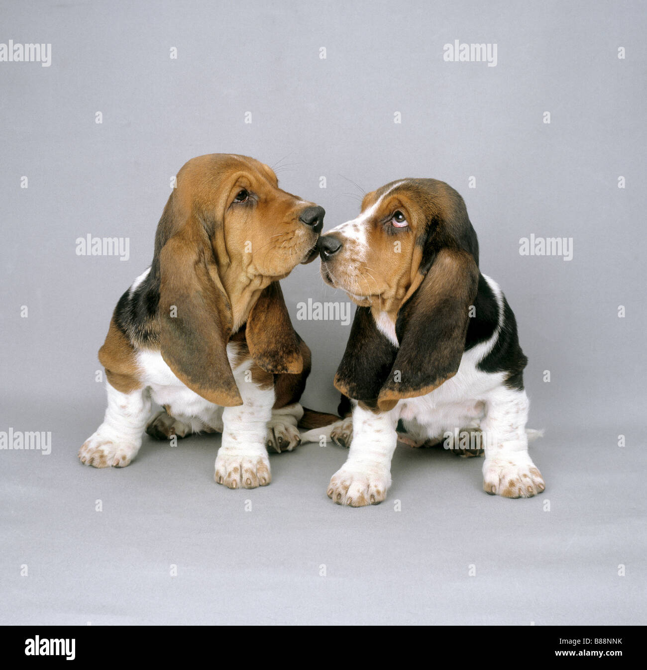two basset puppies - sitting Stock Photo - Alamy