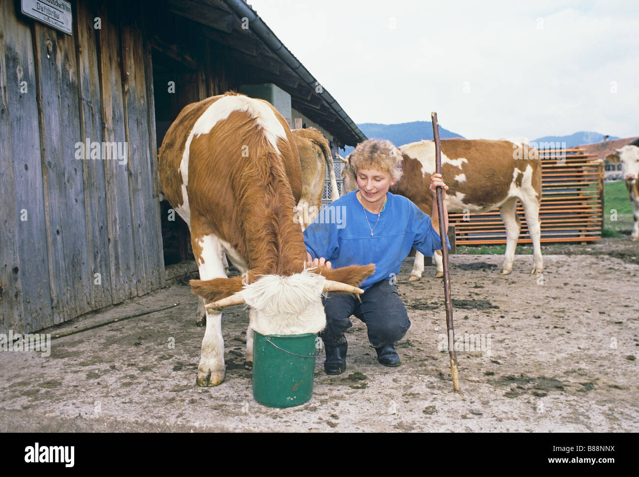 farmer with cows Stock Photo - Alamy