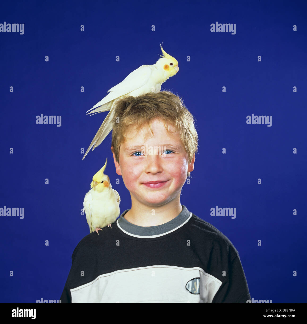 Cockatiel cut out hi-res stock photography and images - Alamy