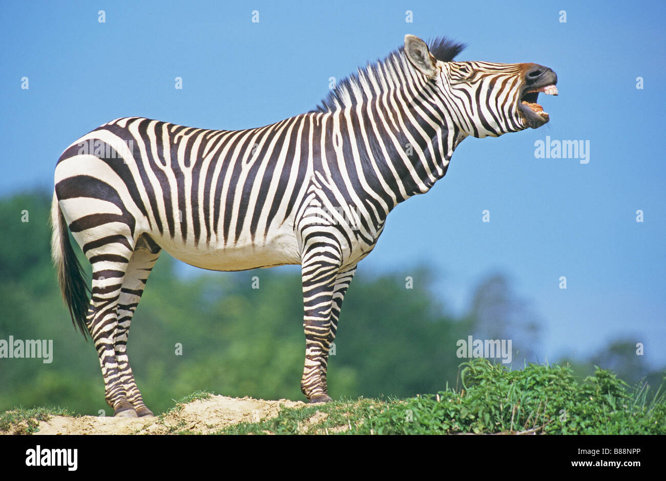 Hartmanns Mountain Zebra - flehmening / Equus zebra hartmannae Stock ...
