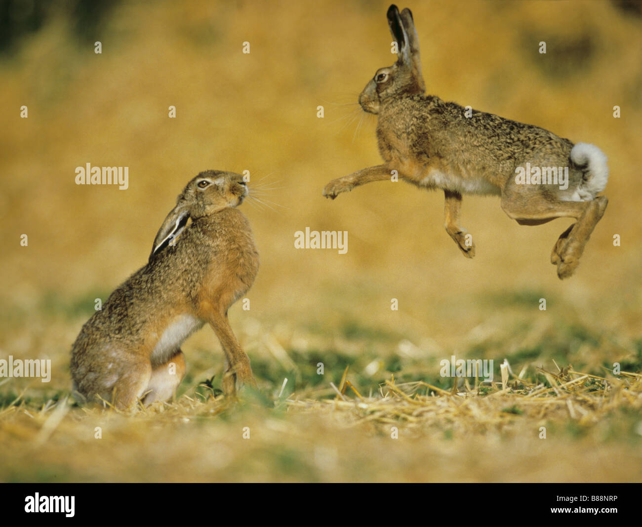two European Hares - jumping / Lepus europaeus Stock Photo - Alamy