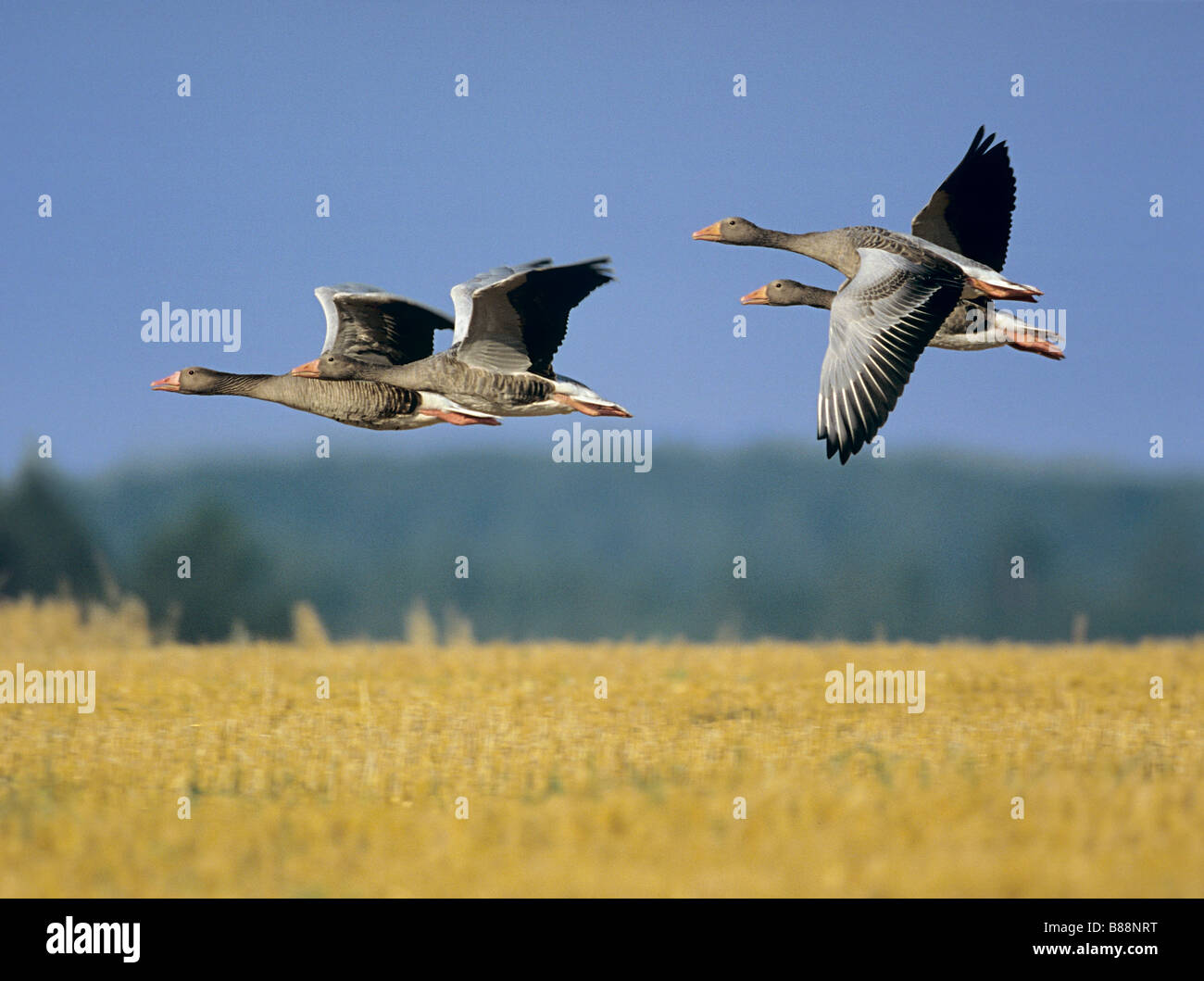 4 birds flying hi-res stock photography and images - Alamy