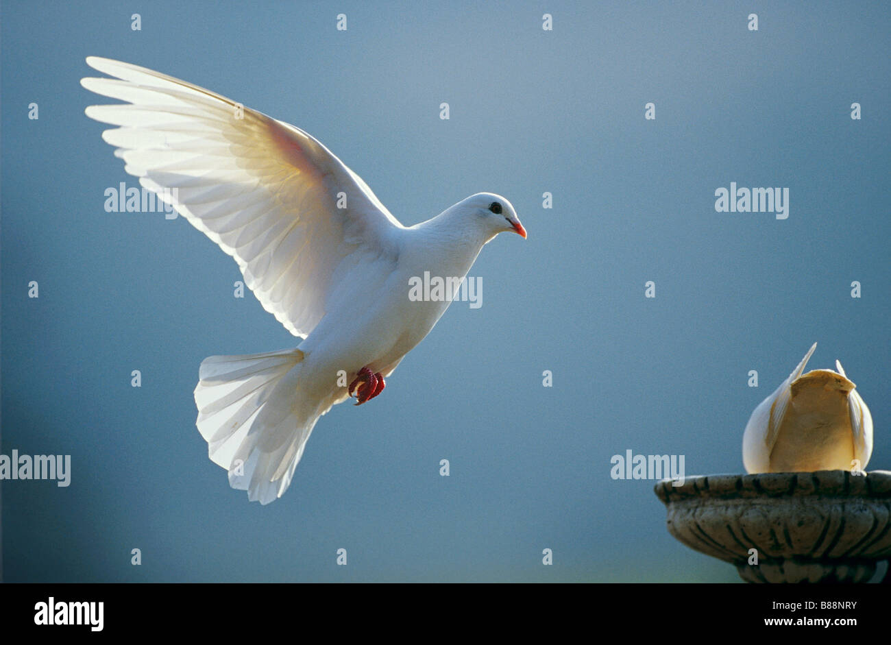Domestic Pigeon (Columba livia domestica). White dove in flight Stock ...