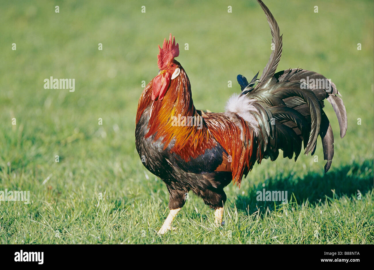 rooster - walking on meadow Stock Photo - Alamy