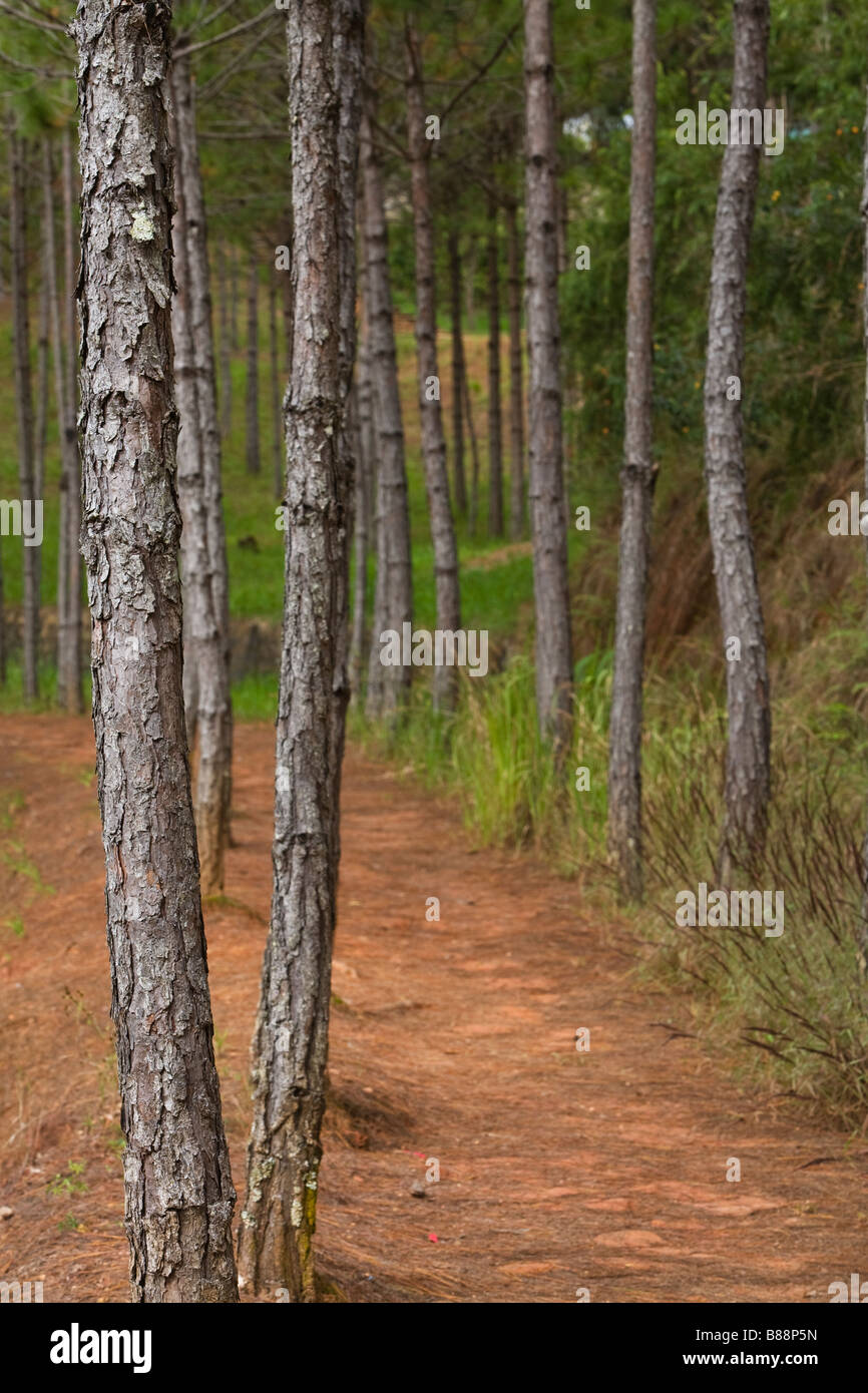 path with trees Stock Photo - Alamy