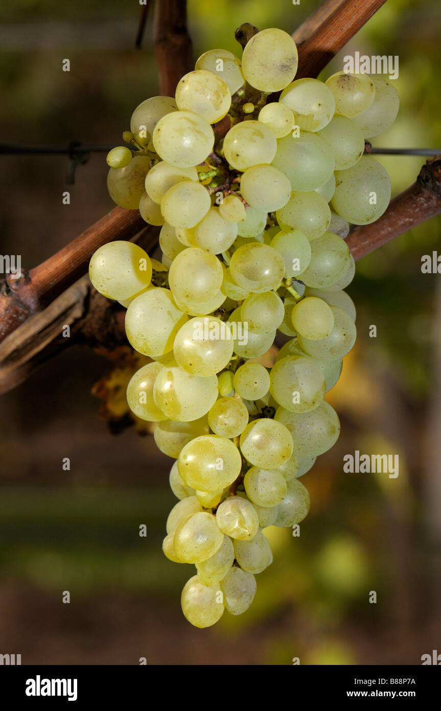 Vertical grape vine hi-res stock photography and images - Alamy
