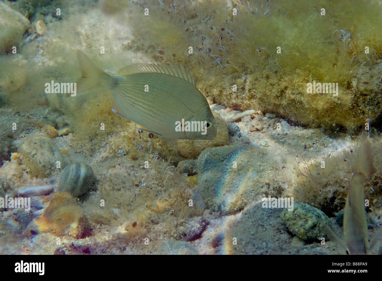 Annular bream diplodus hi-res stock photography and images - Alamy