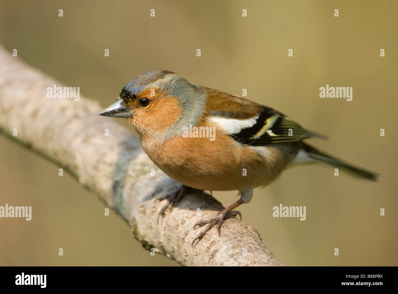 Common chafinch hi-res stock photography and images - Alamy