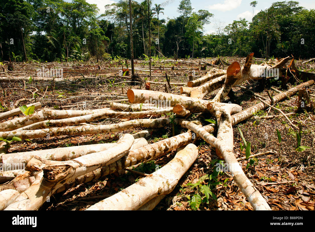 Amazon rainforest cleared slash burn hi-res stock photography and ...