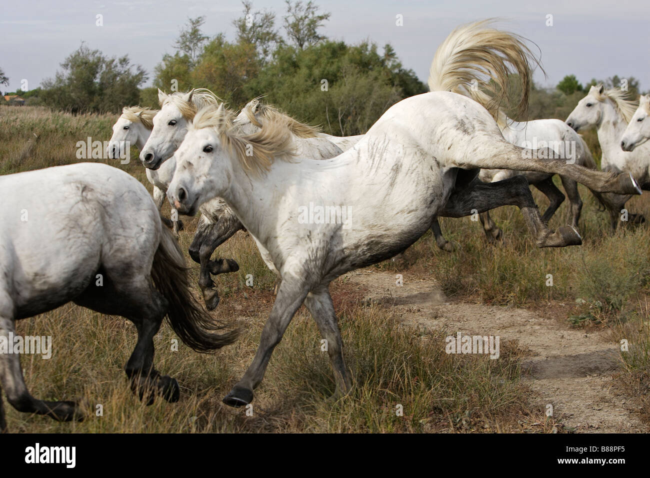 Camargue Horse (Equus caballus), herd in motion Stock Photo - Alamy