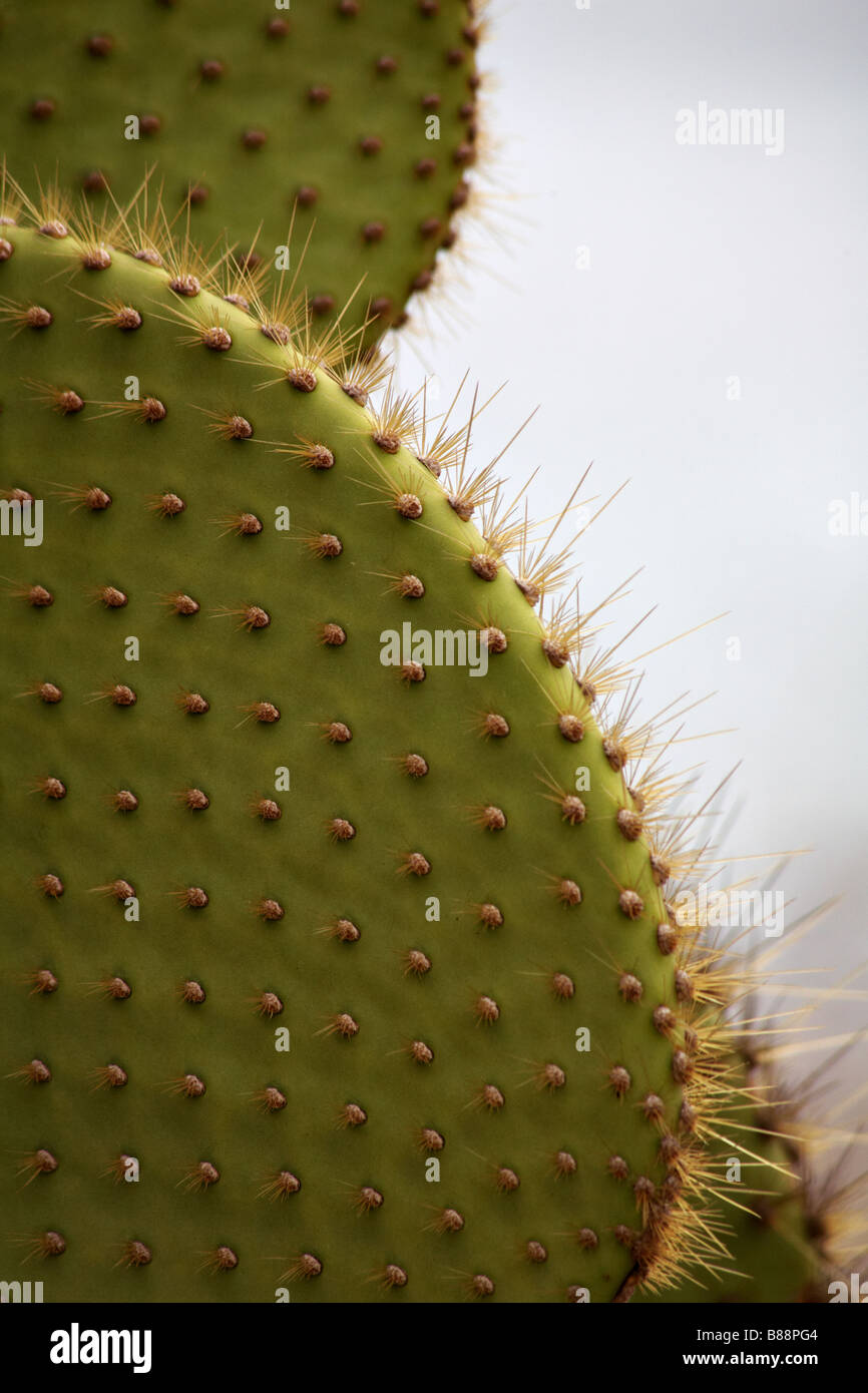 close up of Giant droopy prickly pear cactus, Opuntia spp echios var ...
