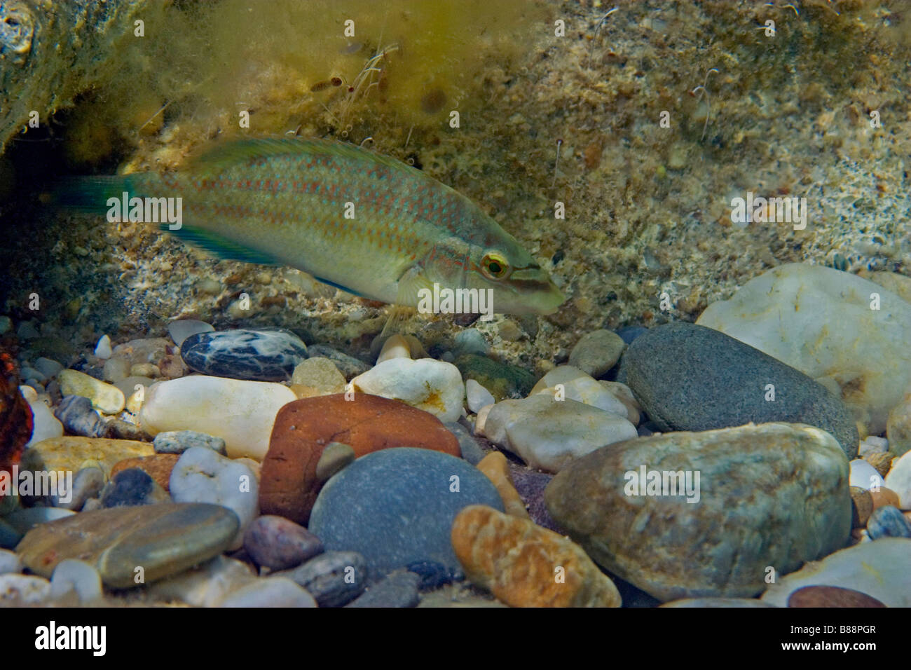 Gober hi-res stock photography and images - Alamy