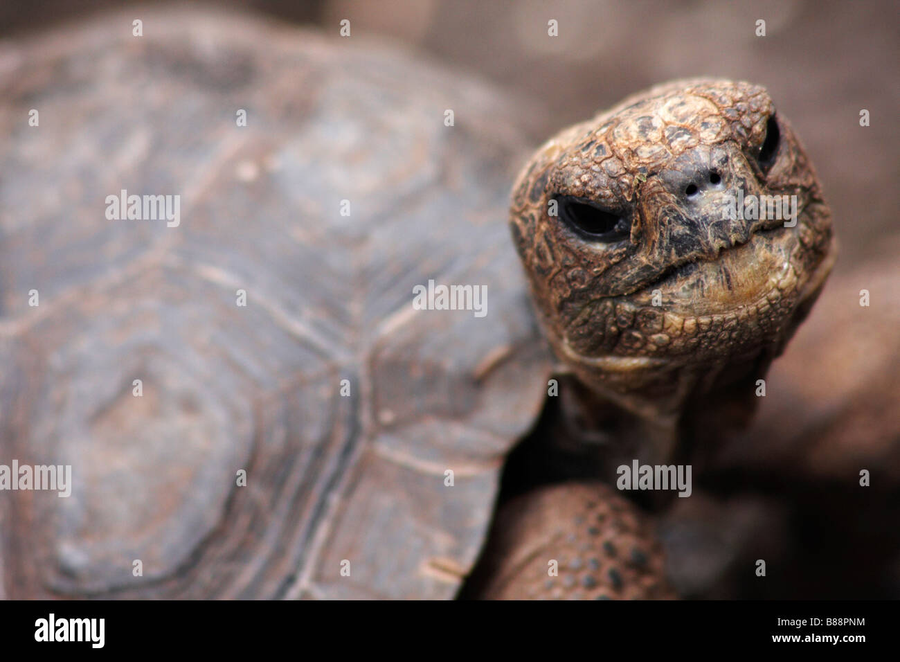 Wrinkly Baby High Resolution Stock Photography and Images - Alamy