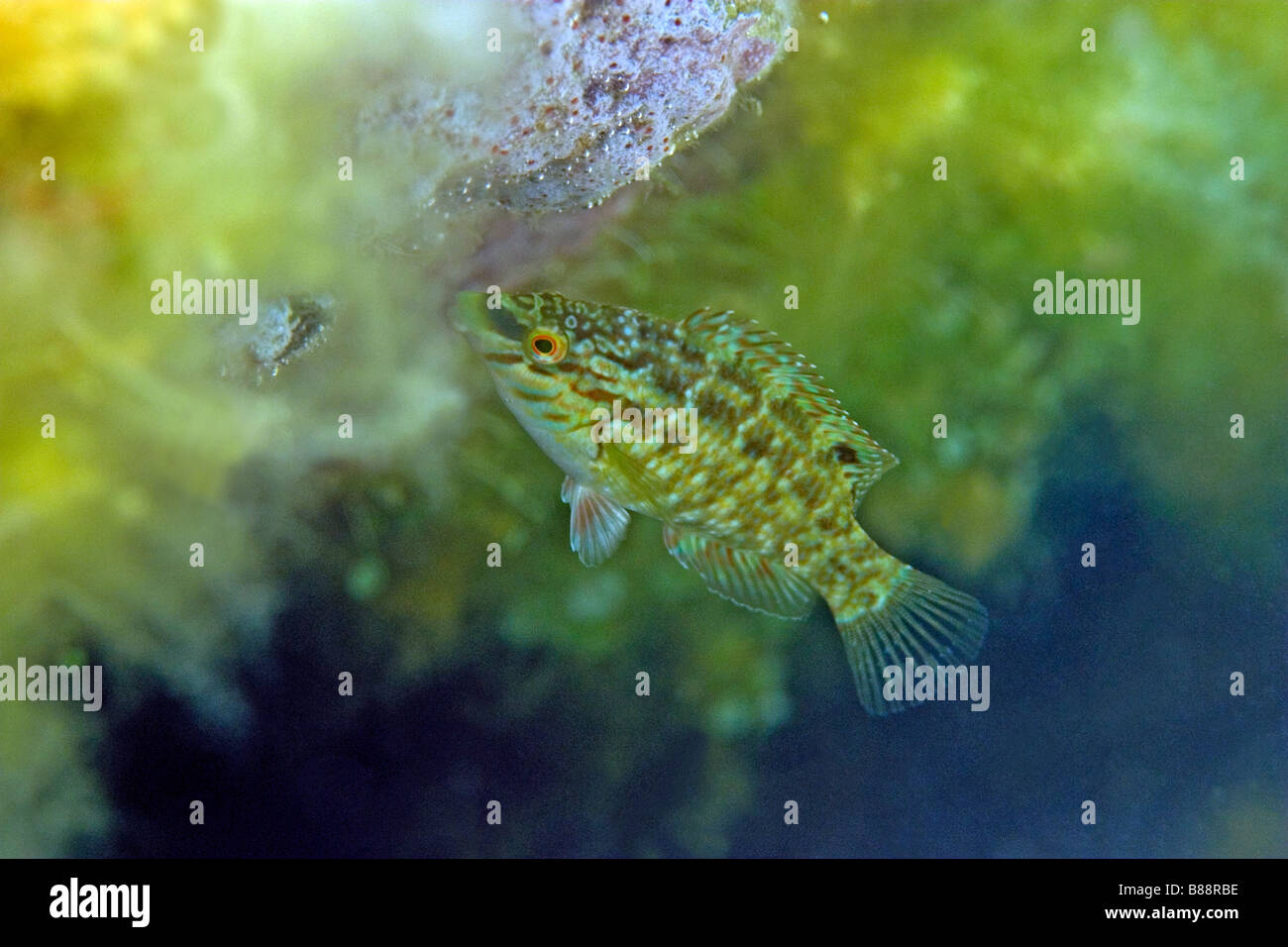 Serranus fishes hi-res stock photography and images - Alamy