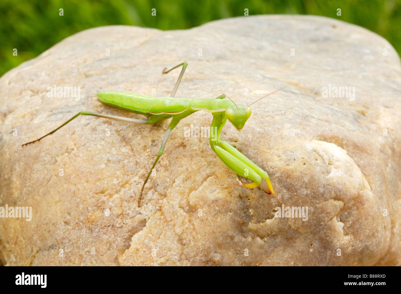 insect mantis in freedom on a stone Stock Photo - Alamy
