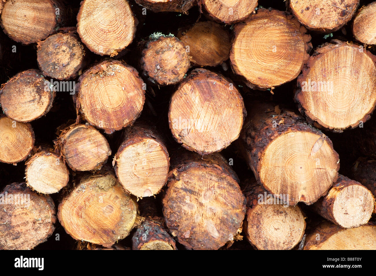 Stacked timber logs fuel for fire Stock Photo - Alamy