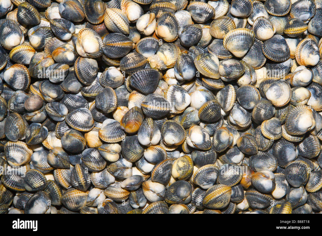 Fresh seafood shells of shellfish for texture Stock Photo - Alamy