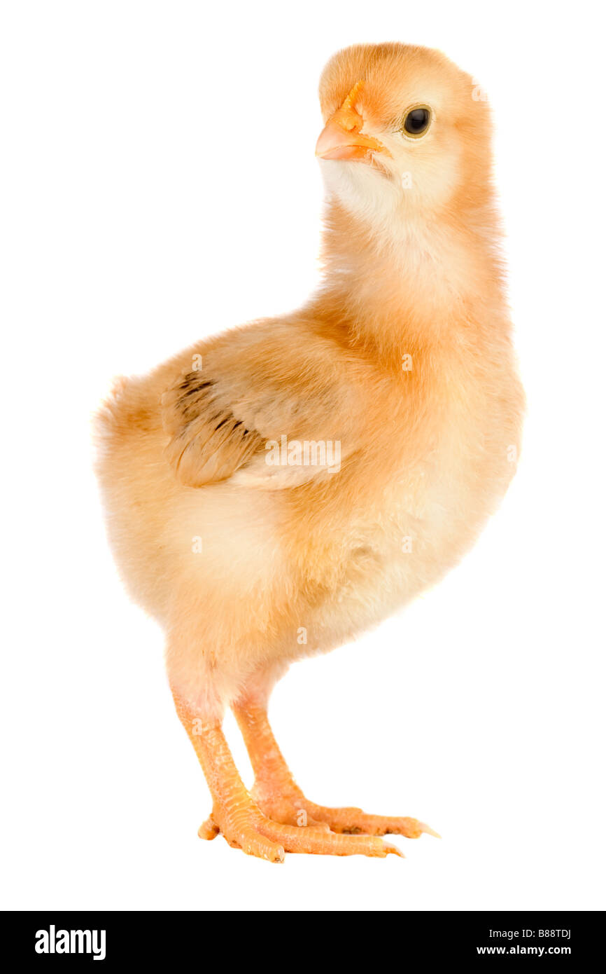 Yellow little chicken a over white background Stock Photo - Alamy