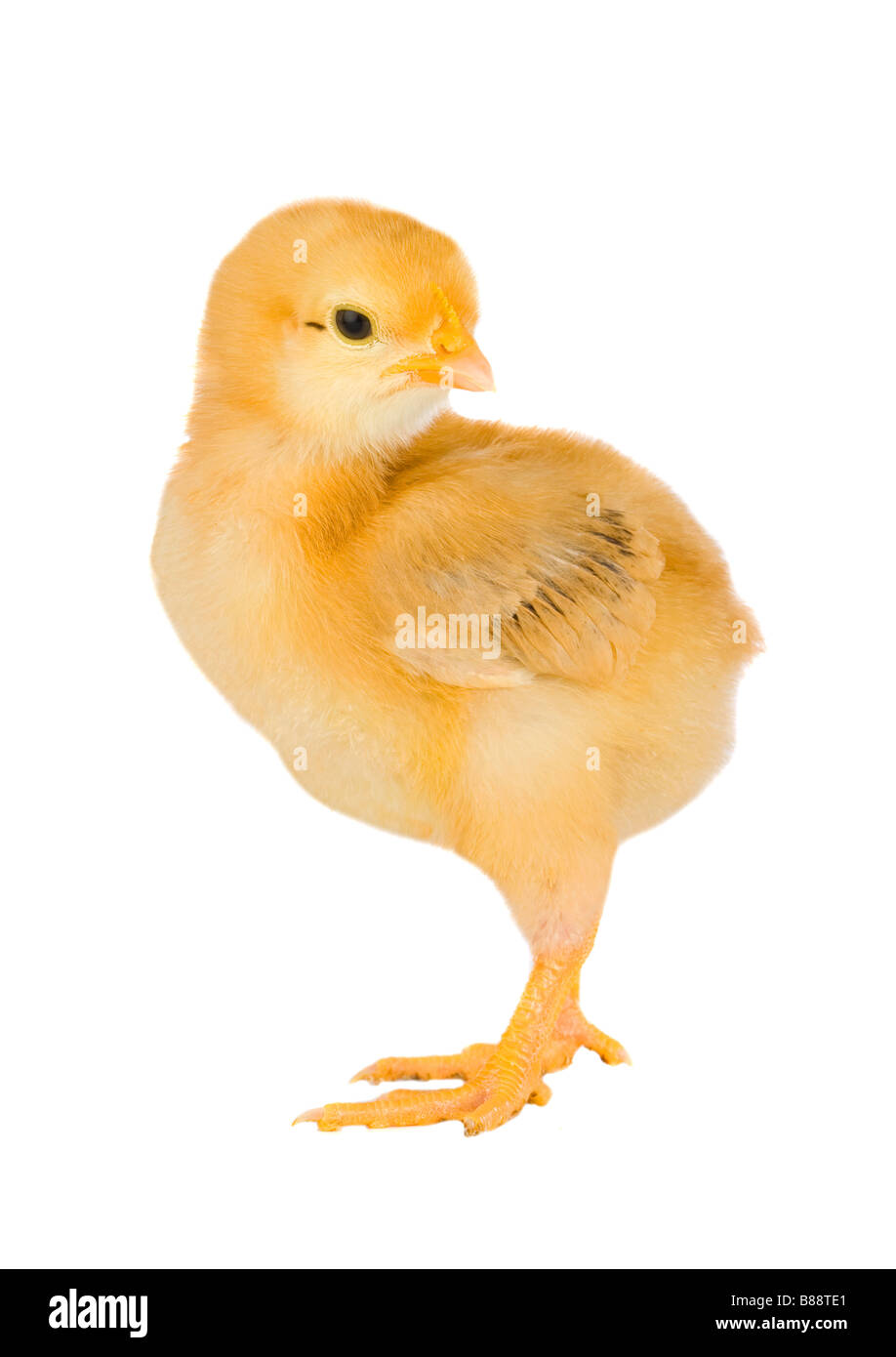 Yellow little chicken a over white background Stock Photo - Alamy