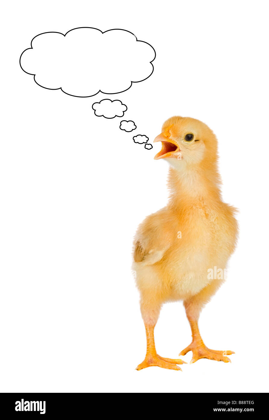 Speaking a chicken yellow on a white background Stock Photo - Alamy