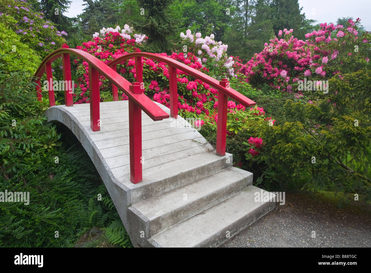 Seattle, WA: Kubota Garden city park Moon Bridge surrounded by blooming ...